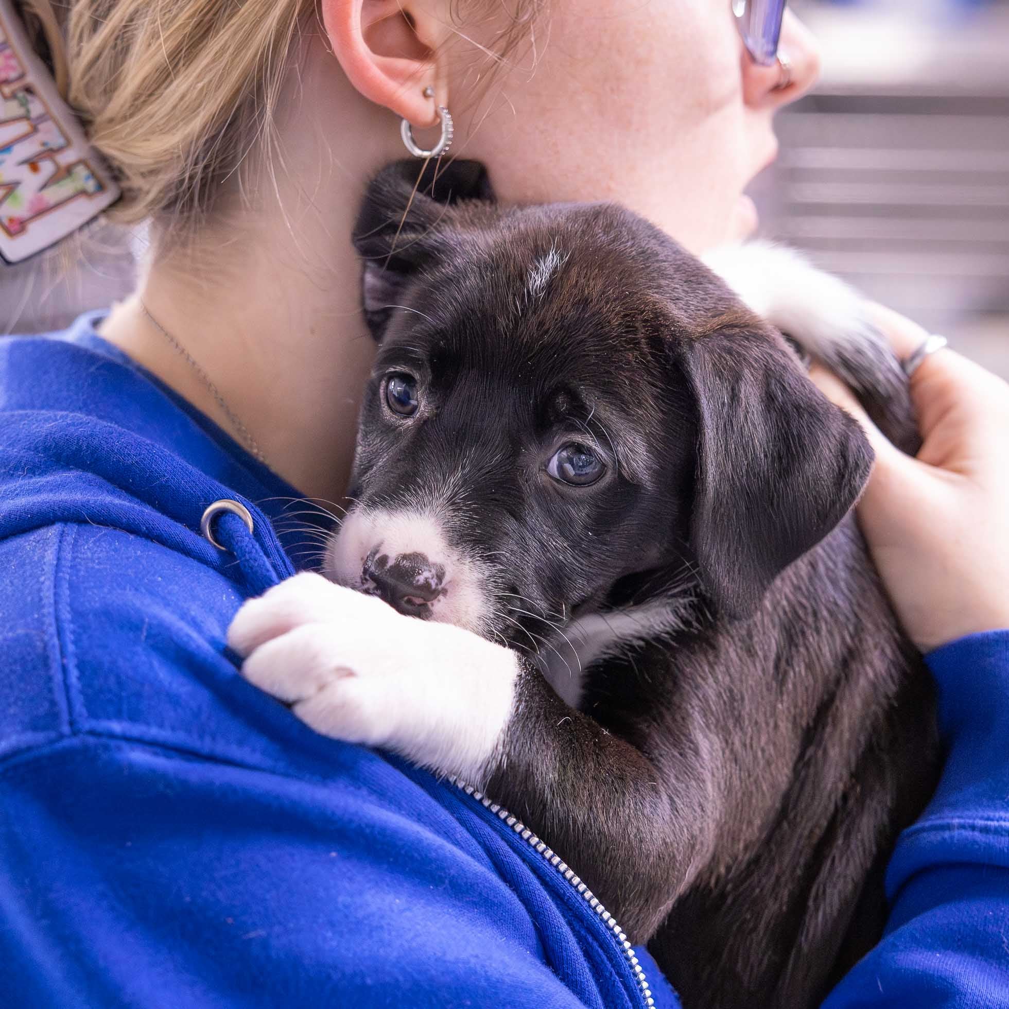 Lake Humane Society
