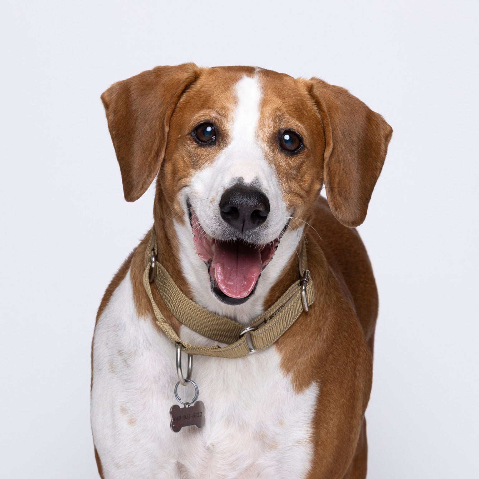 Lake Humane Society